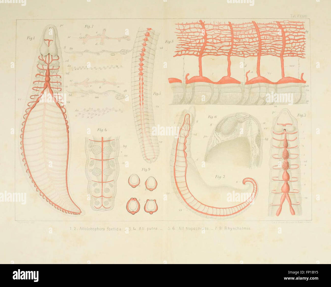 Work studies biology morphology hi-res stock photography and images - Alamy