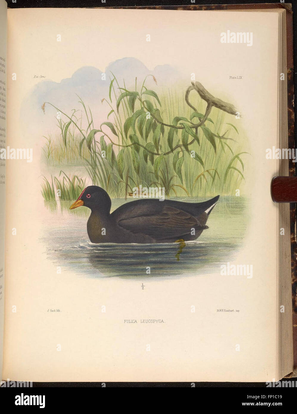 A plate from the Exotic Ornithology series depicting various exotic ...