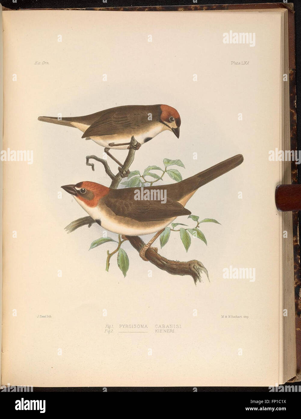 'Exotic Ornithology' showcases the diversity of exotic bird species ...