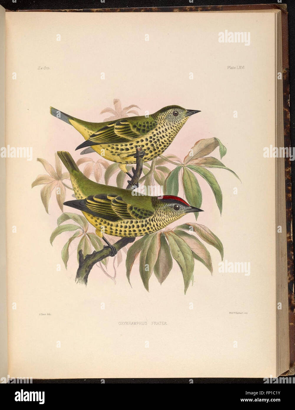 Lxvi i hi-res stock photography and images - Alamy