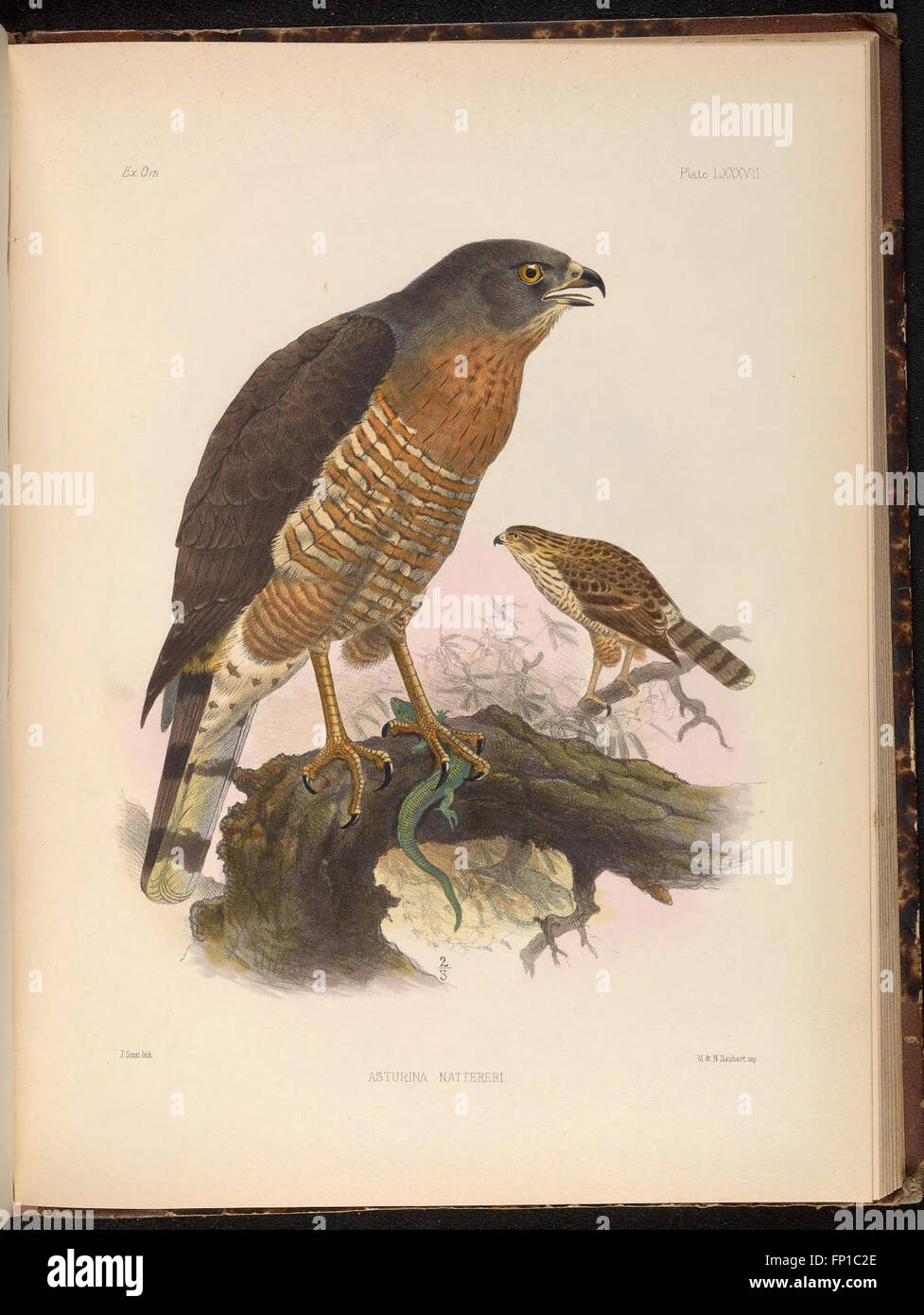 'Exotic Ornithology' (Ex. Orn. Plate LXXXVII) presents rare and exotic ...