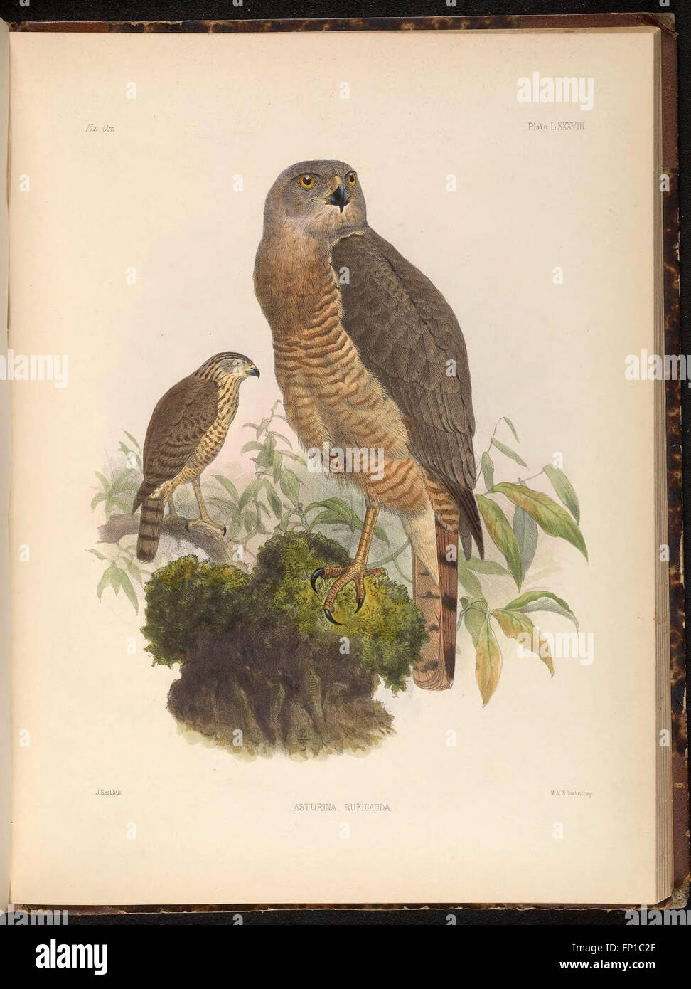 Exotic Ornithology features a detailed study of rare and colorful bird ...