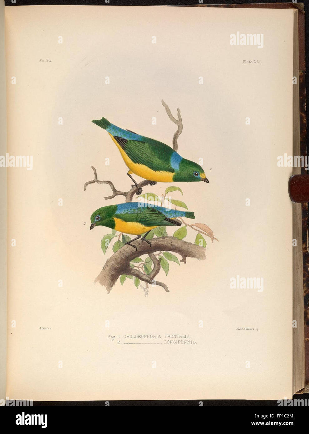 An ornithological study of exotic bird species, with an illustration of ...