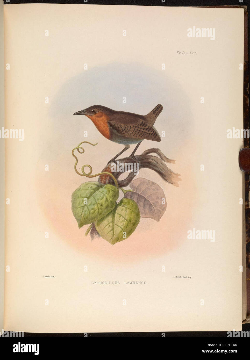 Exotic Ornithology (Ex. Orn. XXI) presents detailed studies of rare and ...