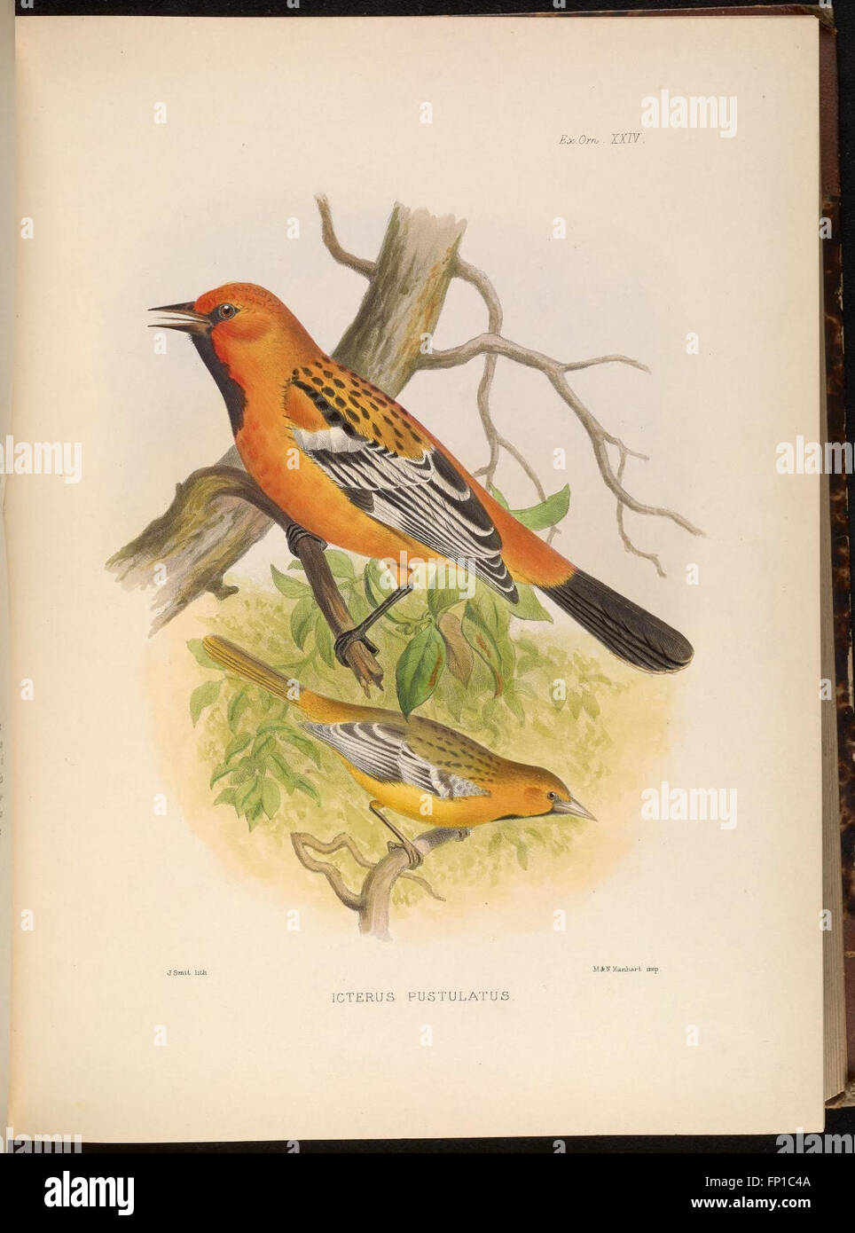 Exotic Ornithology XXIV showcases detailed illustrations and ...