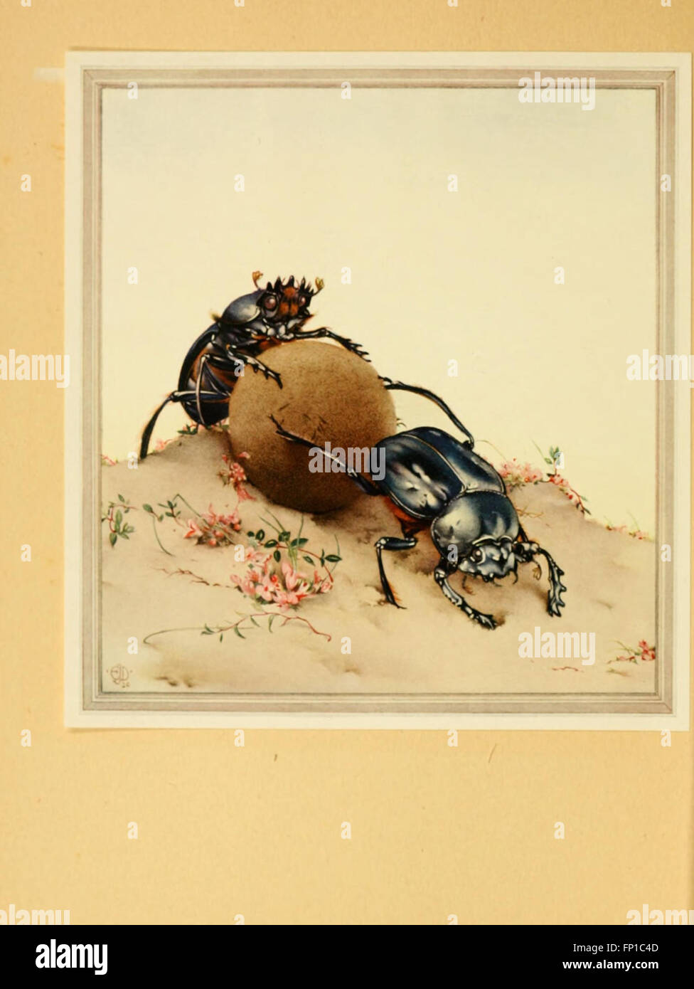 'Fabre's Book of Insects' features detailed illustrations and ...