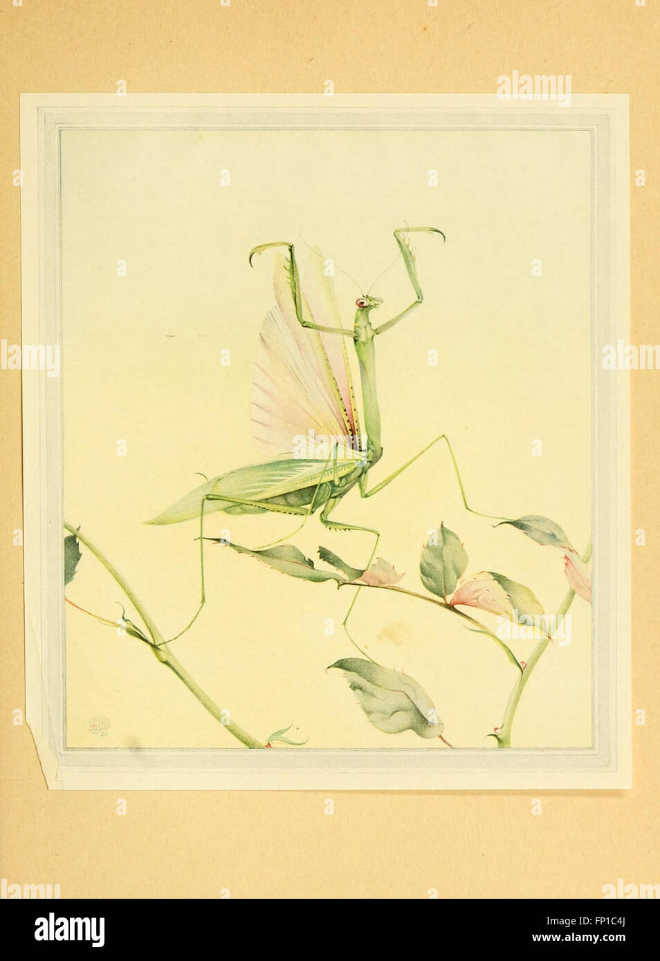 Fabres book of insects hi-res stock photography and images - Alamy