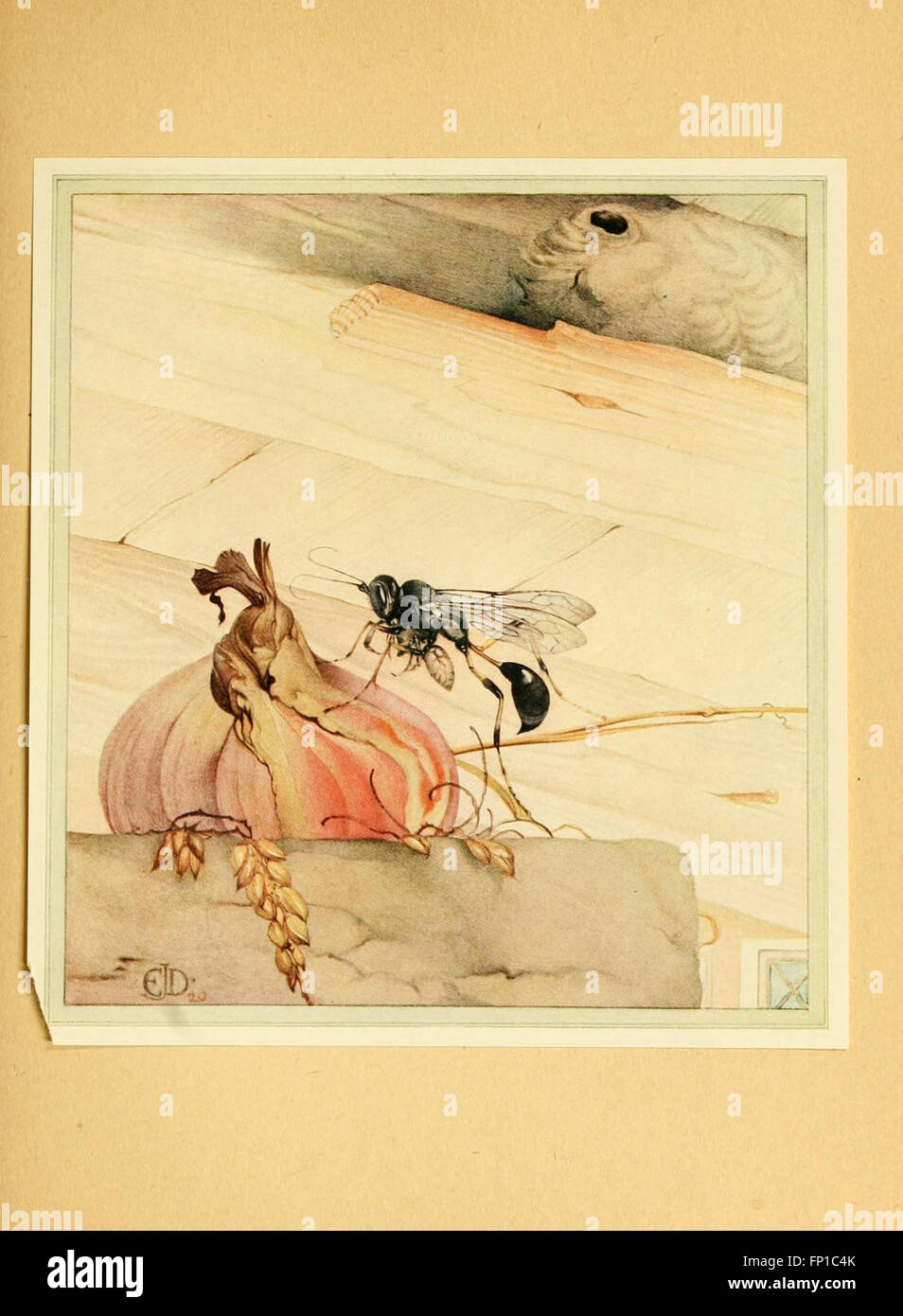 Book cover insects hi-res stock photography and images - Alamy