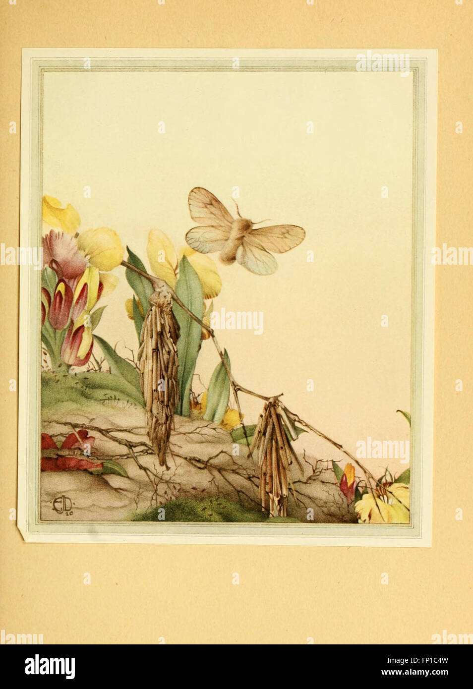 Plate 5 from Fabre's Book of Insects showcases detailed illustrations ...