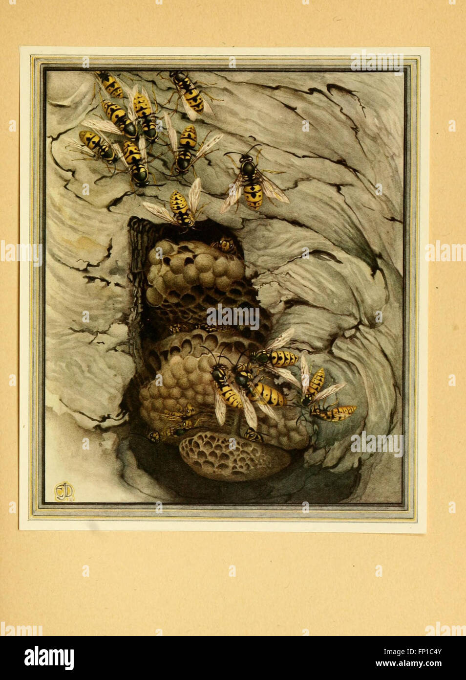 Fabre's Book of Insects presents a detailed plate illustrating various ...