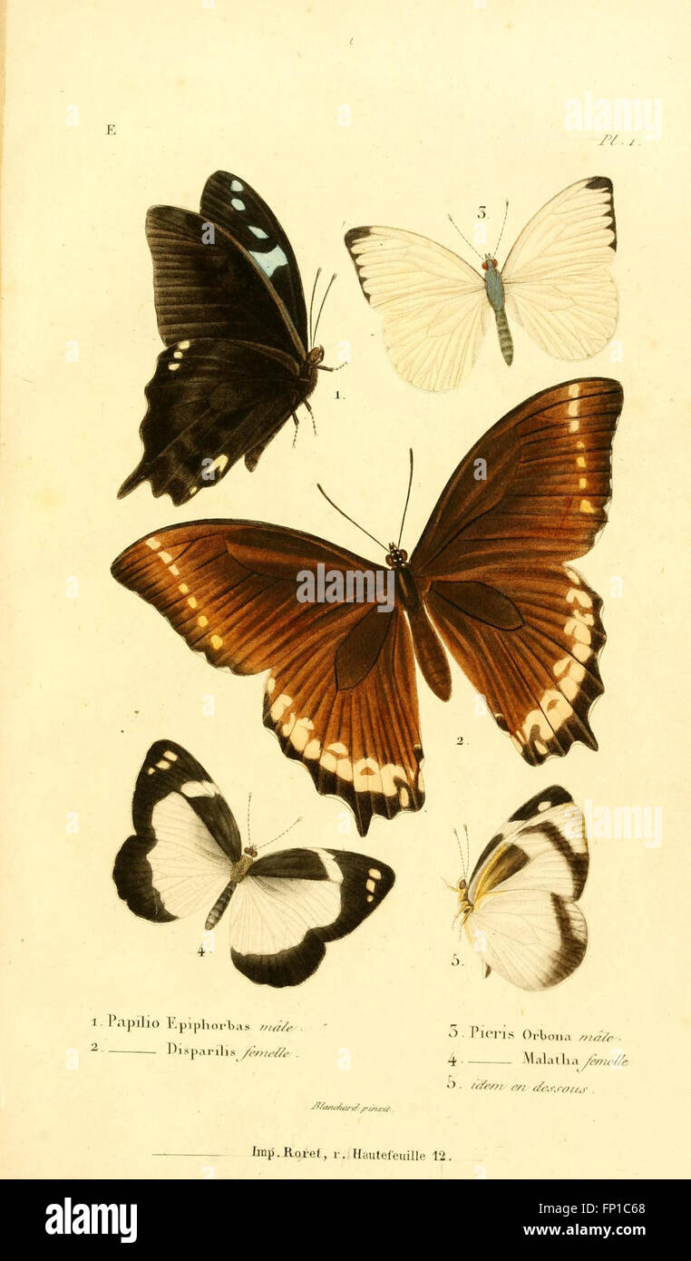 This work presents an entomological study of the fauna of Madagascar ...