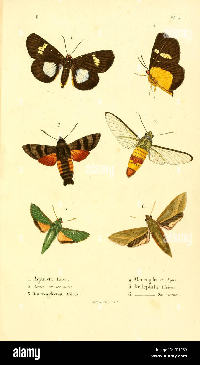 This publication features an entomological study of the fauna found on ...