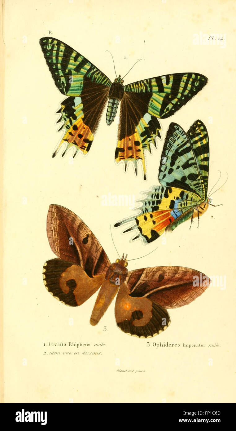 Faune madagascar hi-res stock photography and images - Alamy