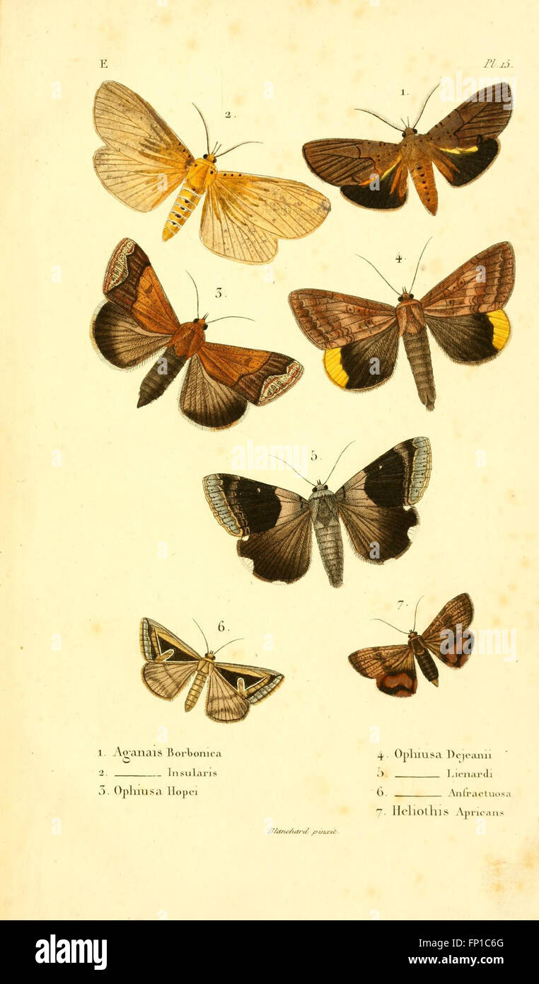 Plate 15 from 'Faune Entomologique de Madagascar, Bourbon et Maurice ...