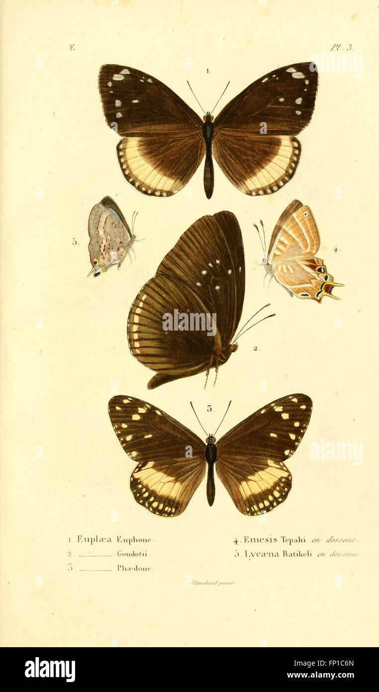 Faune de madagascar hi-res stock photography and images - Alamy