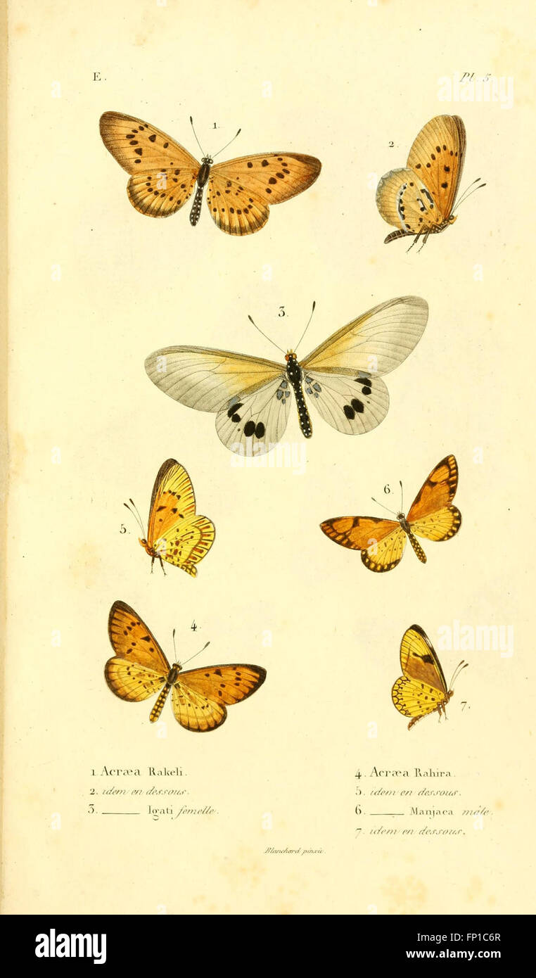 This illustration from *Faune entomologique* depicts the entomological ...