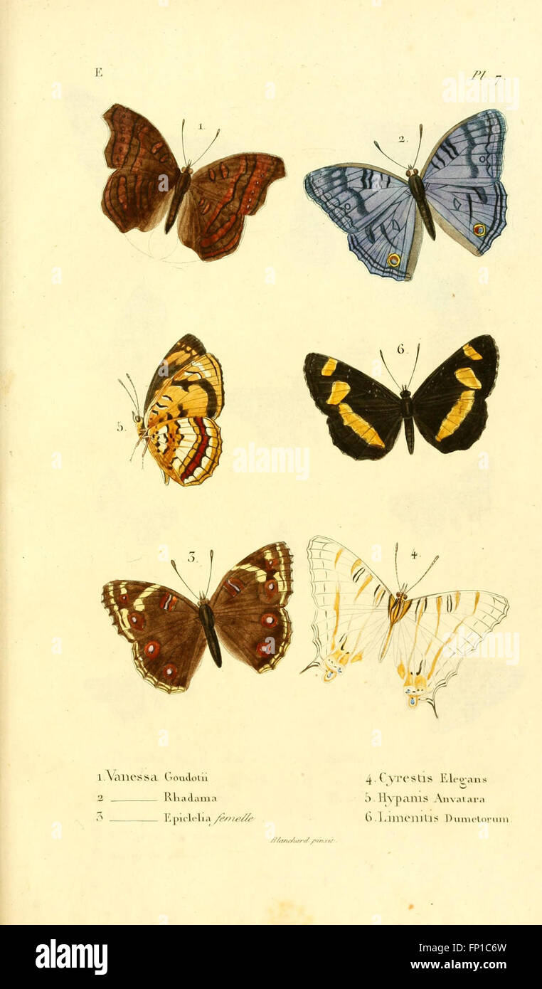 This work focuses on the entomological fauna of Madagascar, Bourbon ...