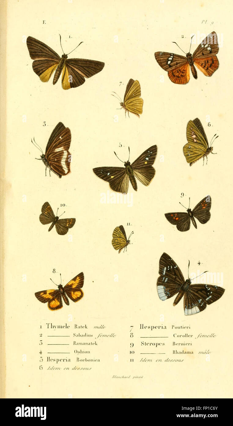 Faune madagascar hi-res stock photography and images - Alamy