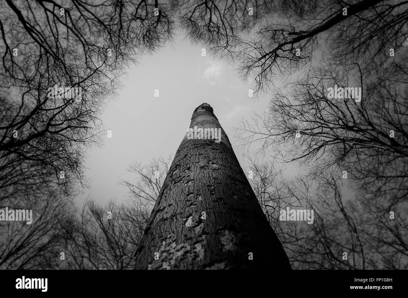 Everything that dies leaves an empty space behind. Dead beech tree with ...