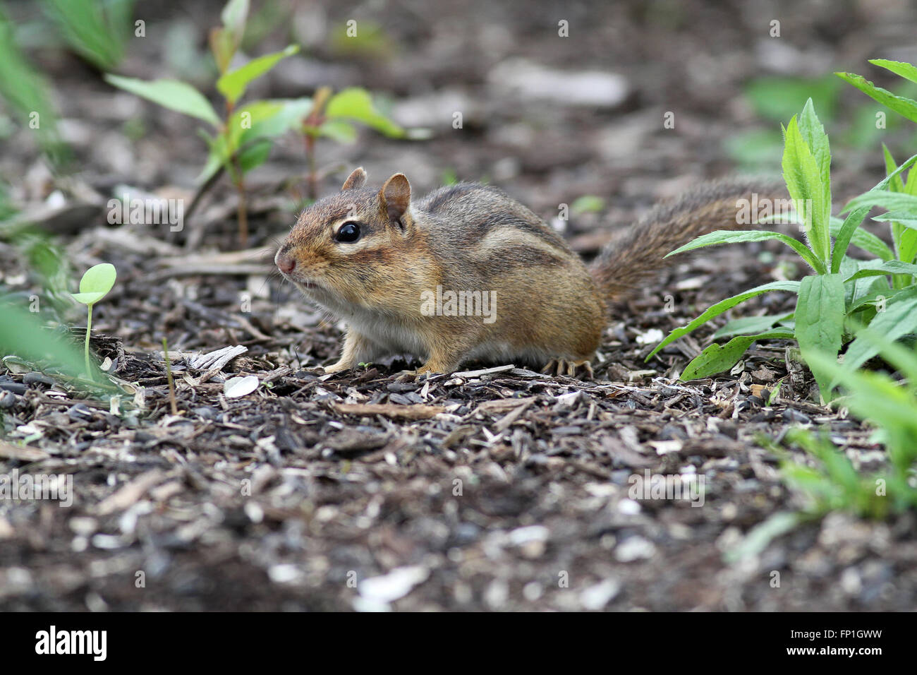 Chipmunk habitat hi-res stock photography and images - Alamy