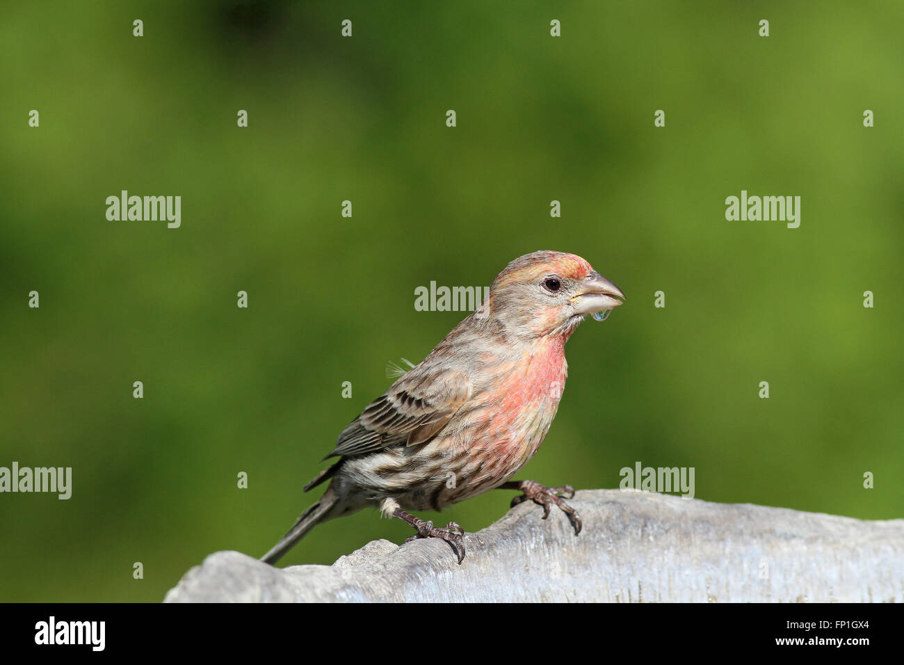 house finch at bird bath Stock Photo - Alamy