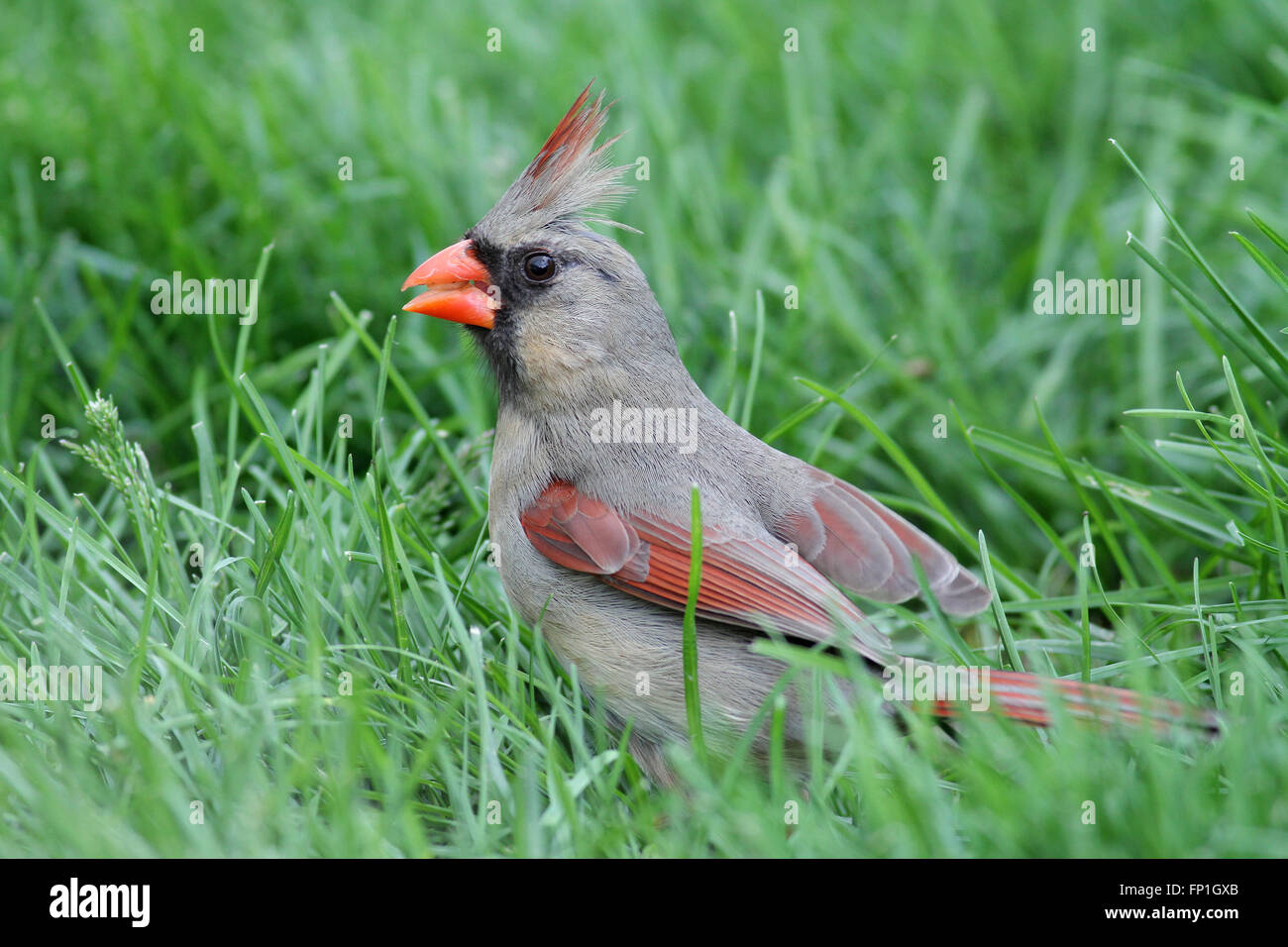 Female cardinal grass hi-res stock photography and images - Alamy