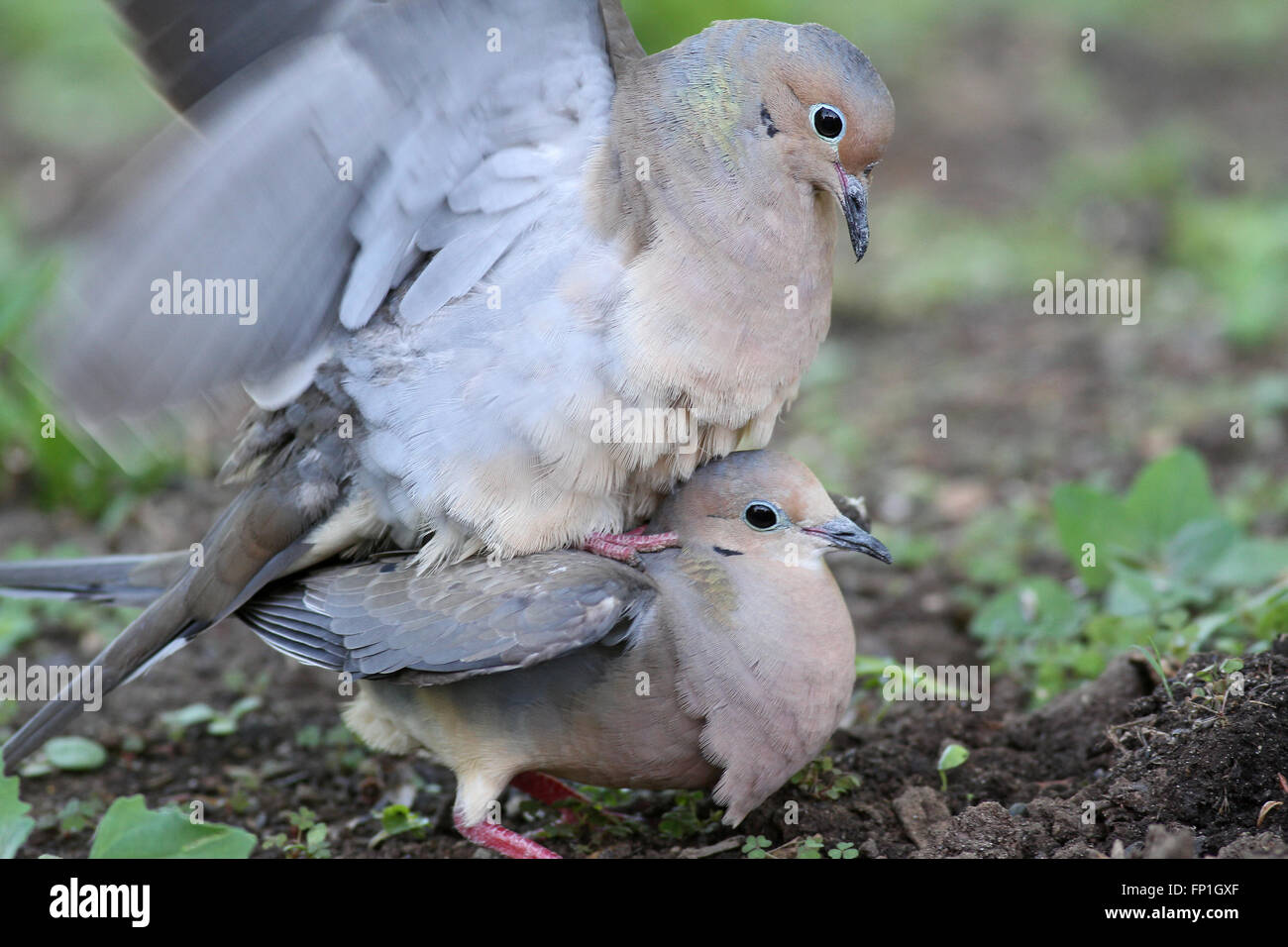 Doves mating hi-res stock photography and images - Alamy