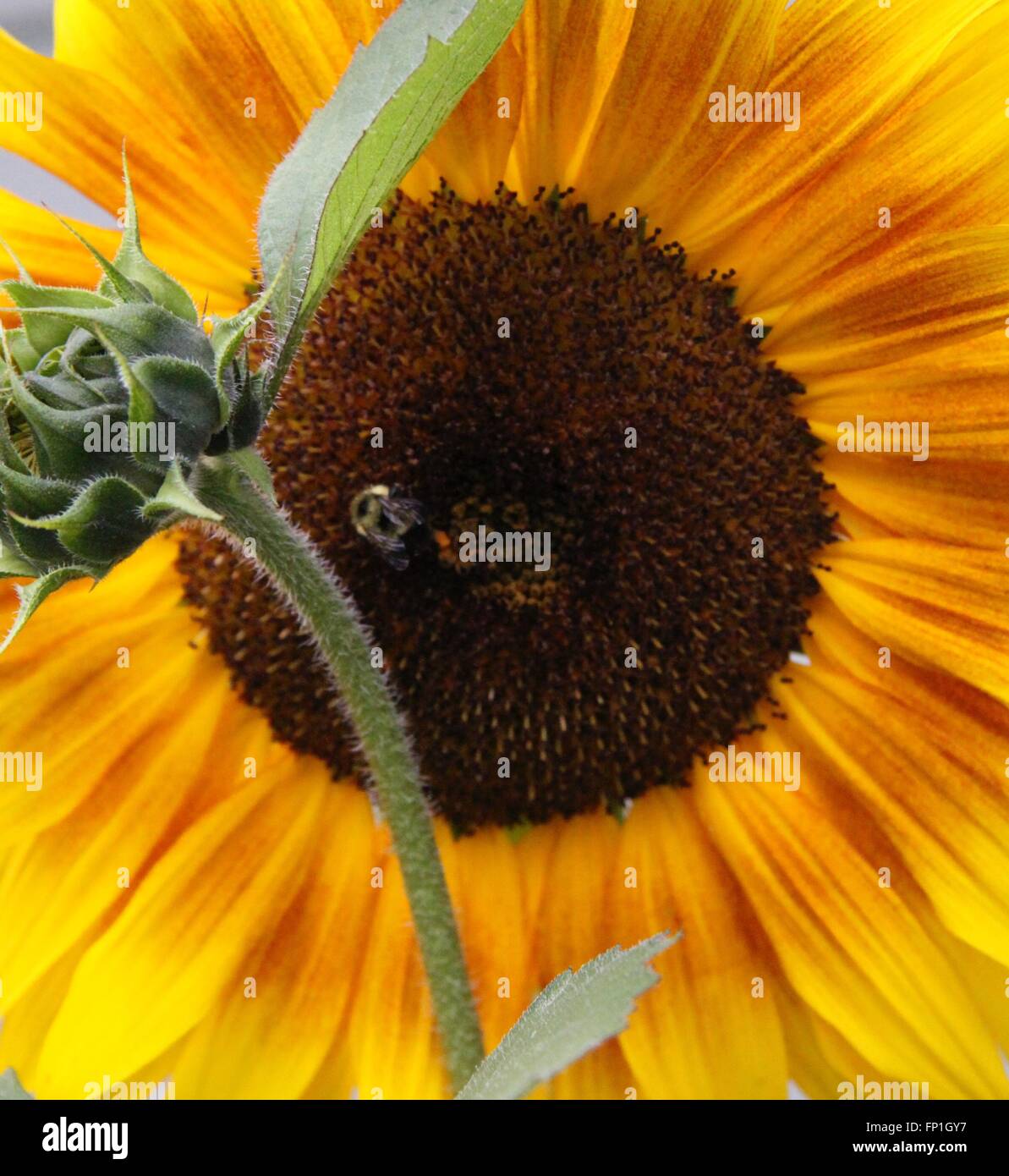 Sunflower bee hi-res stock photography and images - Alamy