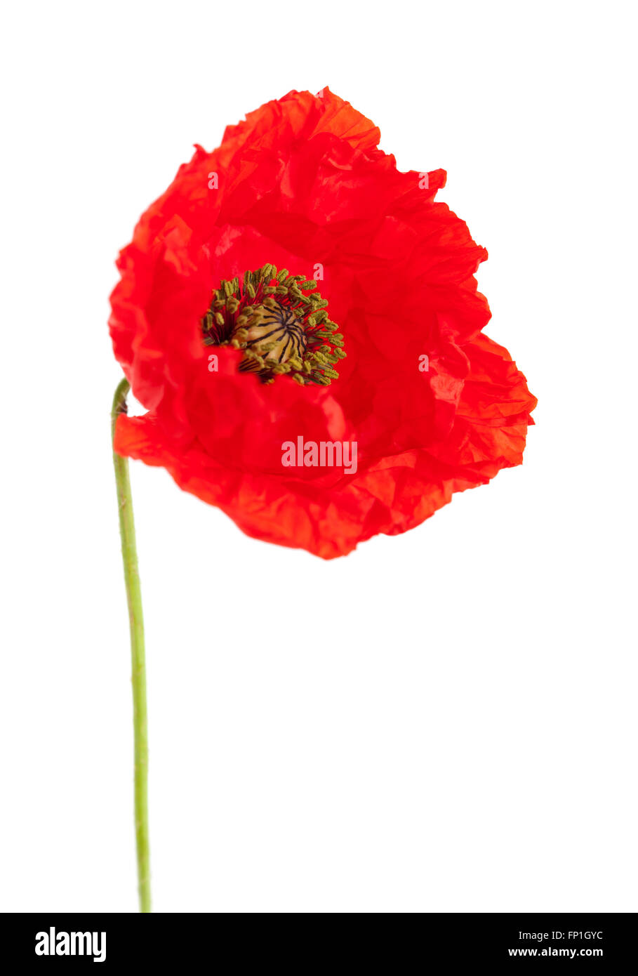 red poppy flower isolated on white background Stock Photo - Alamy