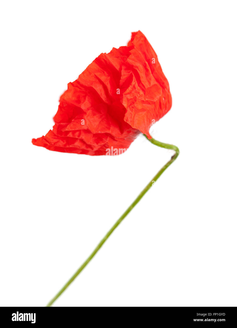 Close Up On Middle Of Poppy Flower High Resolution Stock Photography ...