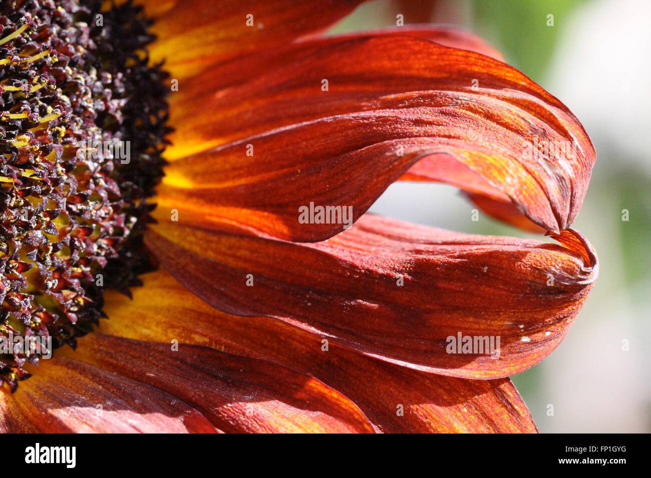 Macro Rust Sunflower Stock Photo - Alamy