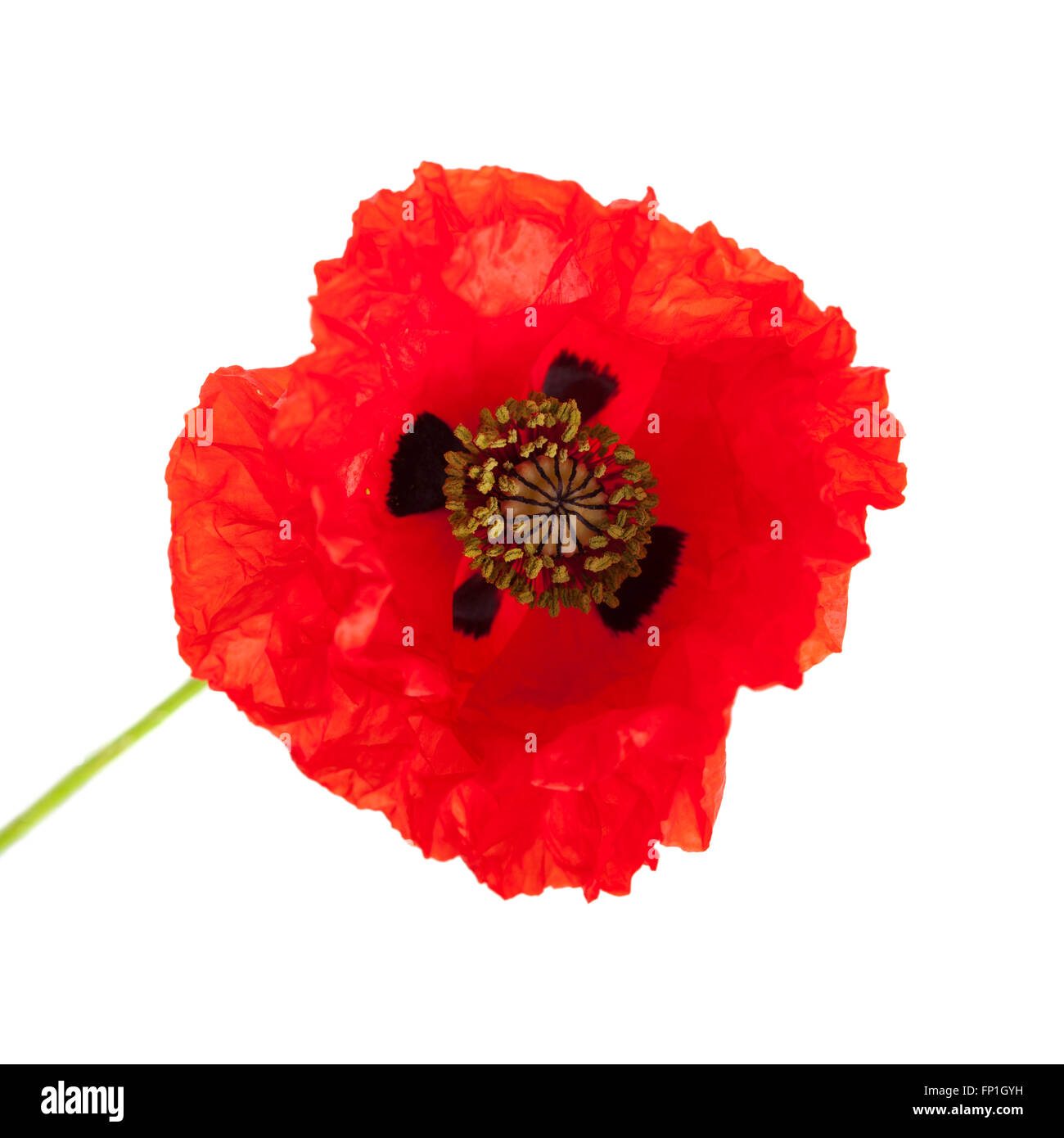 red poppy center macro natural floral background Stock Photo - Alamy