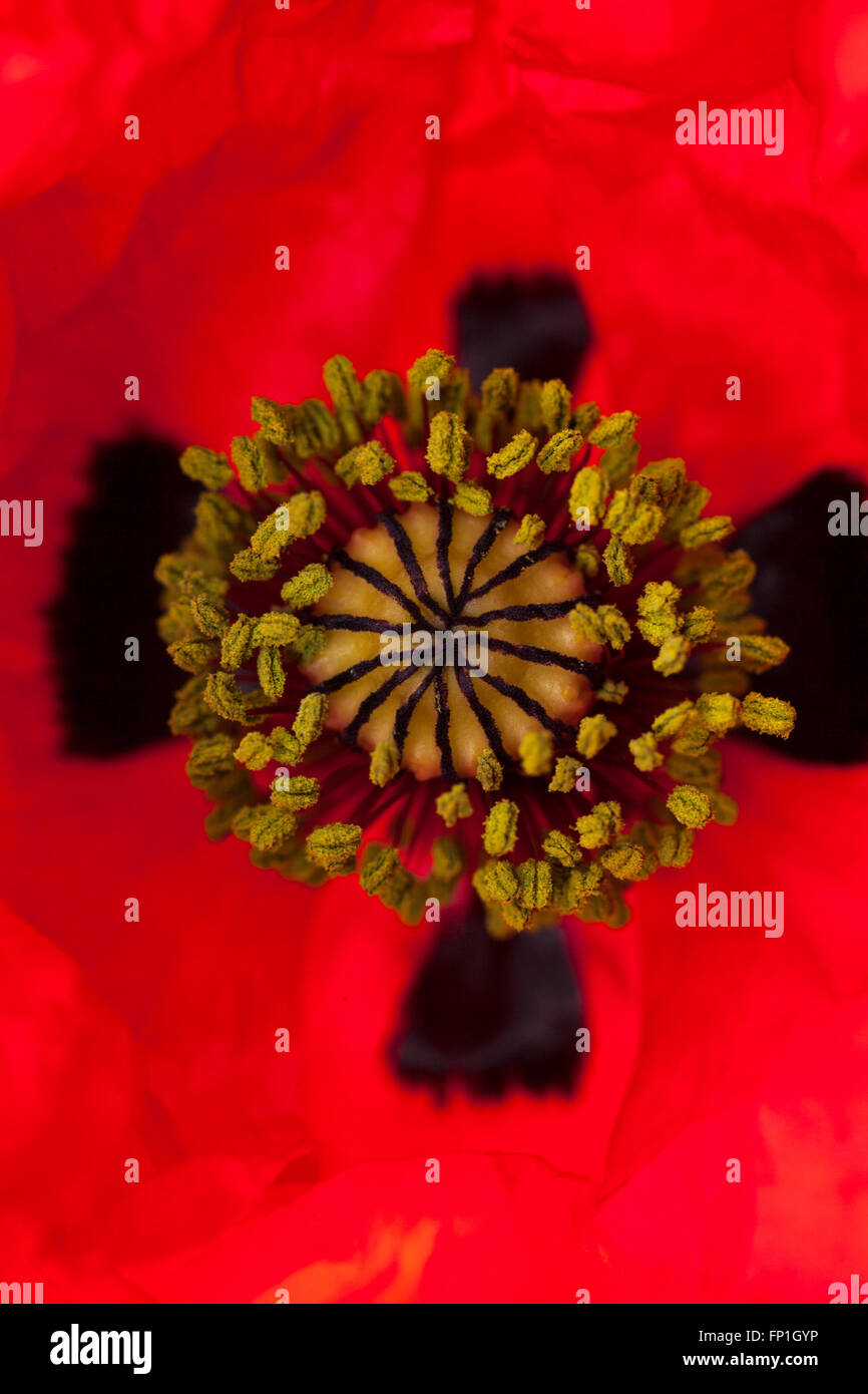 red poppy center macro natural floral background Stock Photo - Alamy