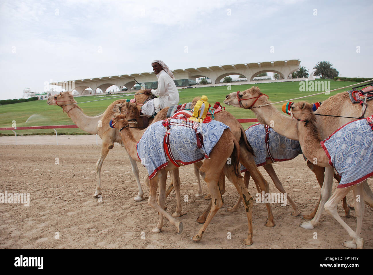Camel race track in Abu Dhabi Stock Photo - Alamy