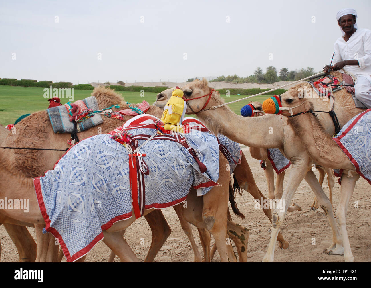 Camel race track in Abu Dhabi Stock Photo - Alamy