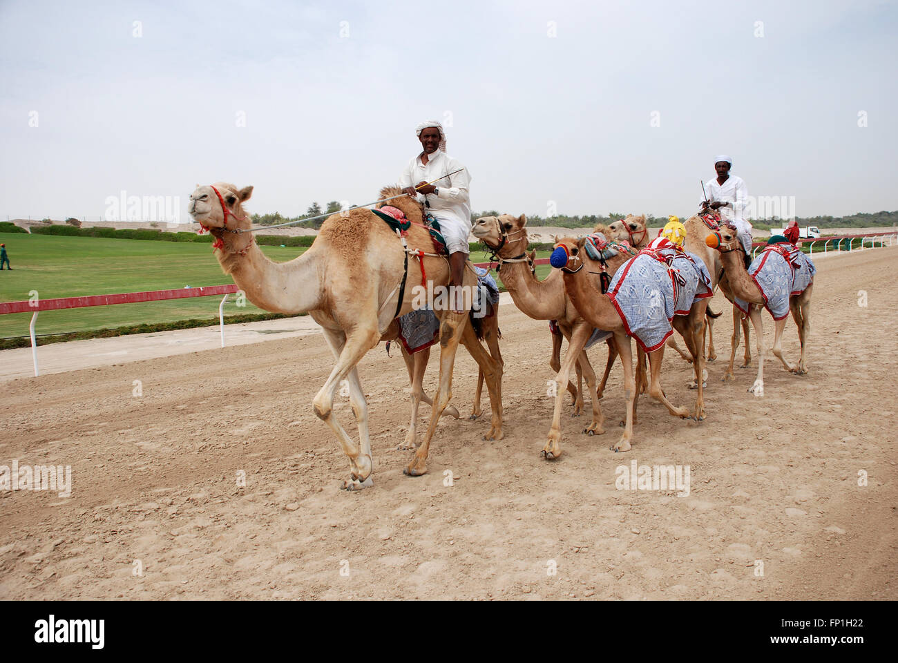 Camel racetrack abu dhabi hi-res stock photography and images - Alamy