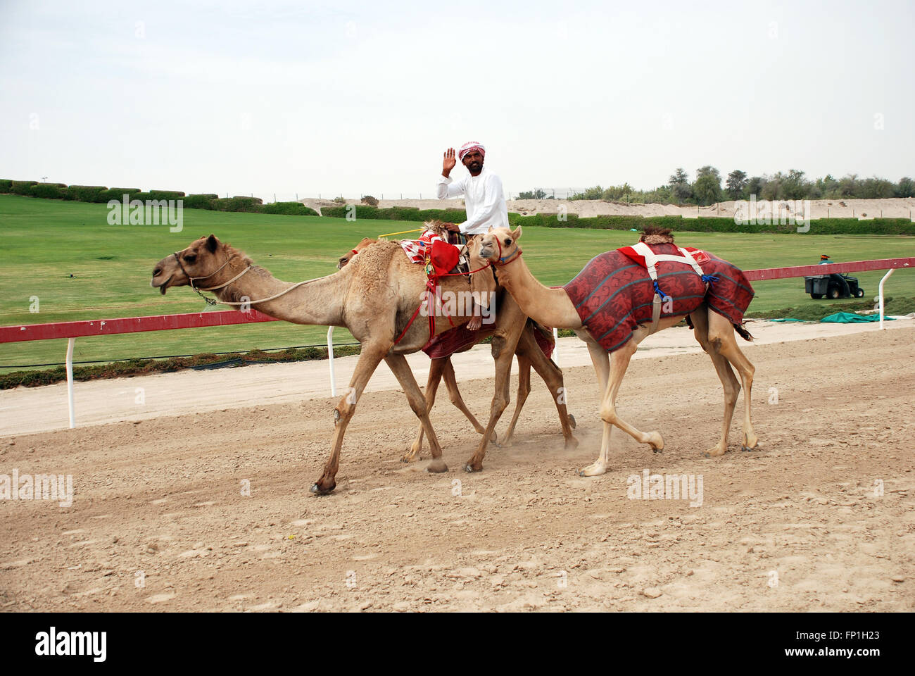 Arab On Camel Stock Photos & Arab On Camel Stock Images - Alamy