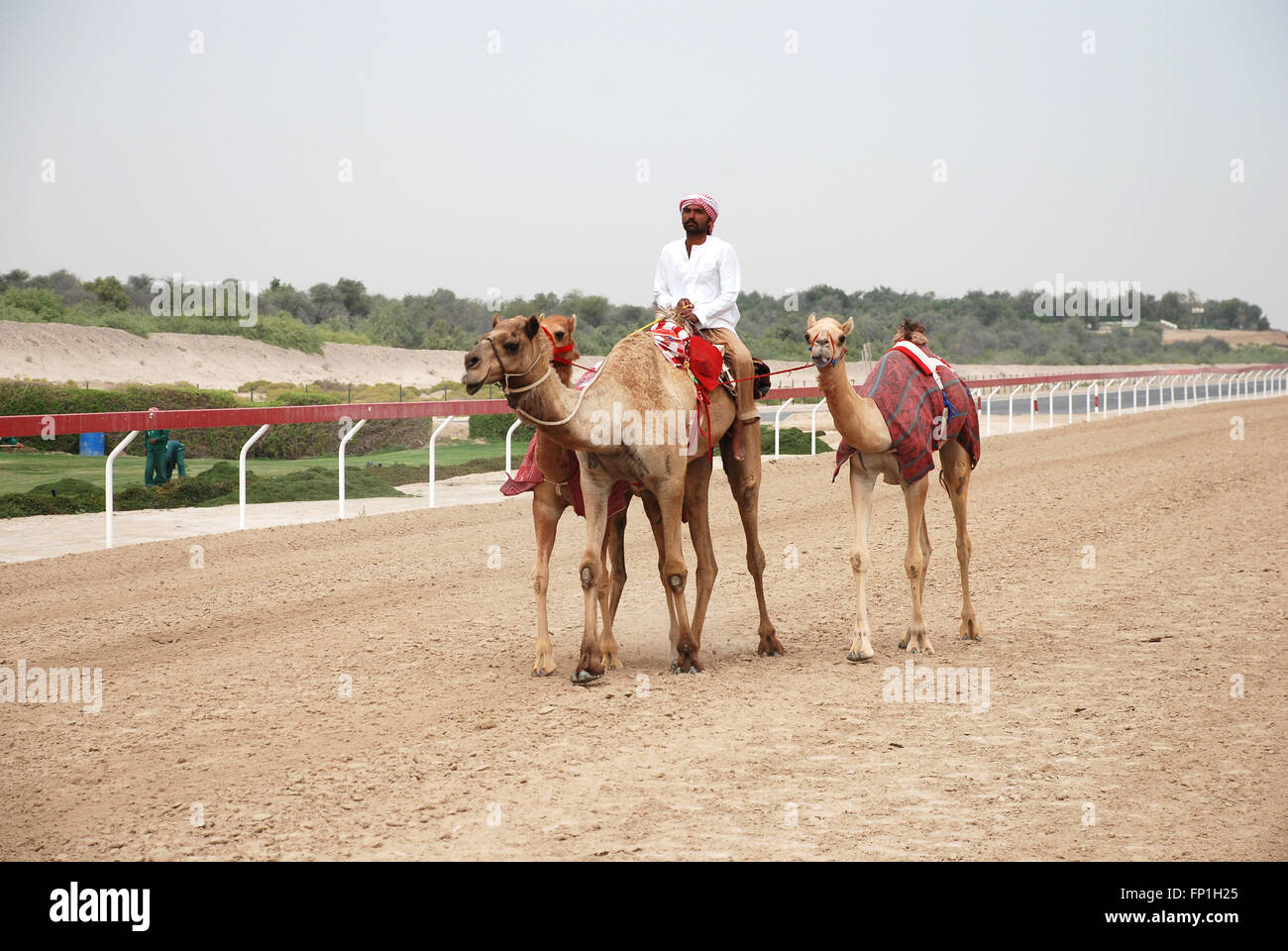 Camel racing track hi-res stock photography and images - Alamy