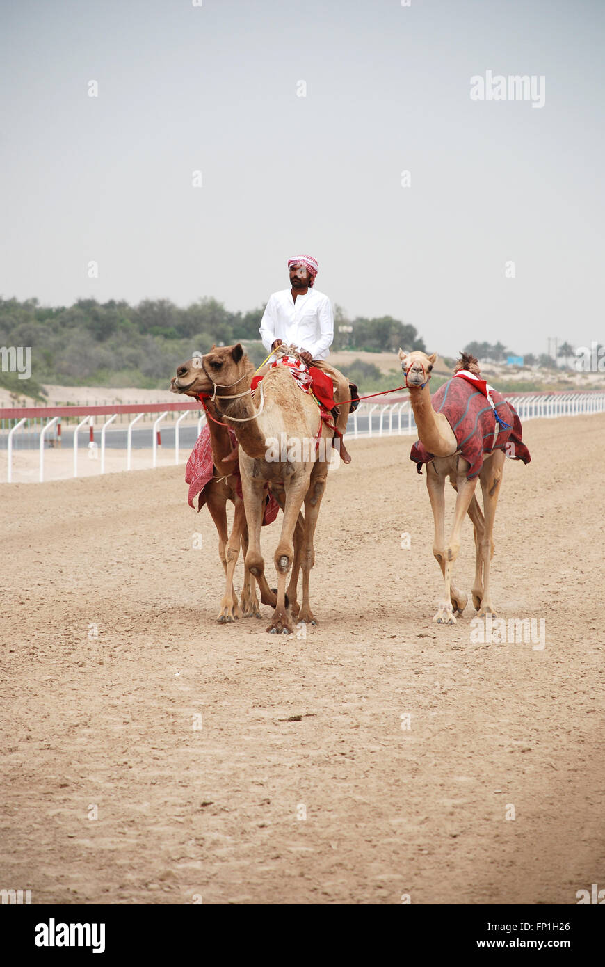 Camel racing track hi-res stock photography and images - Alamy