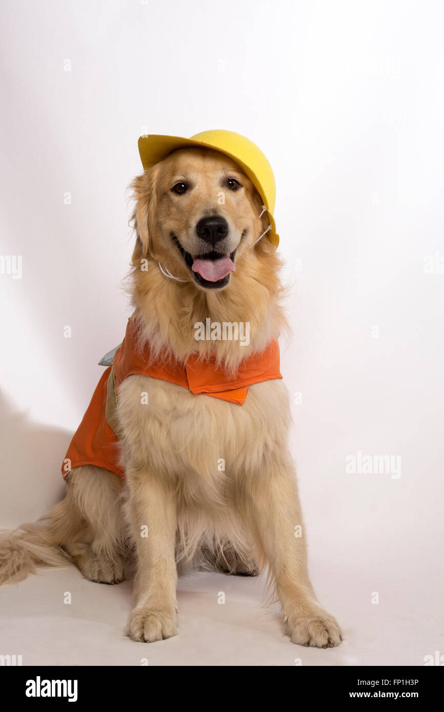 construction worker dog Stock Photo - Alamy