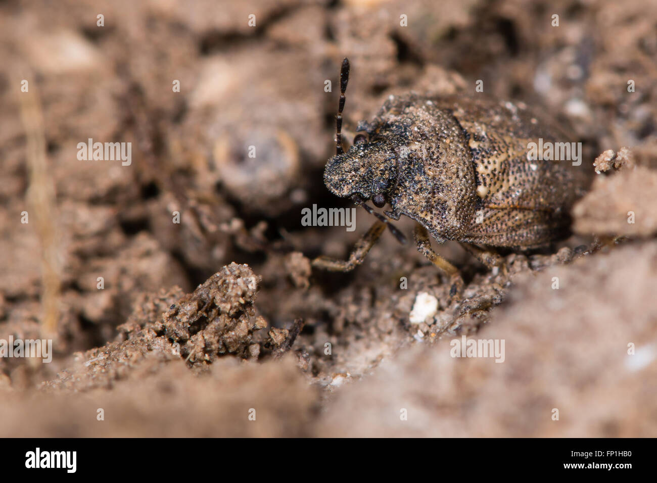Turtle shieldbug (Podops inuncta), A small true bug in the family ...