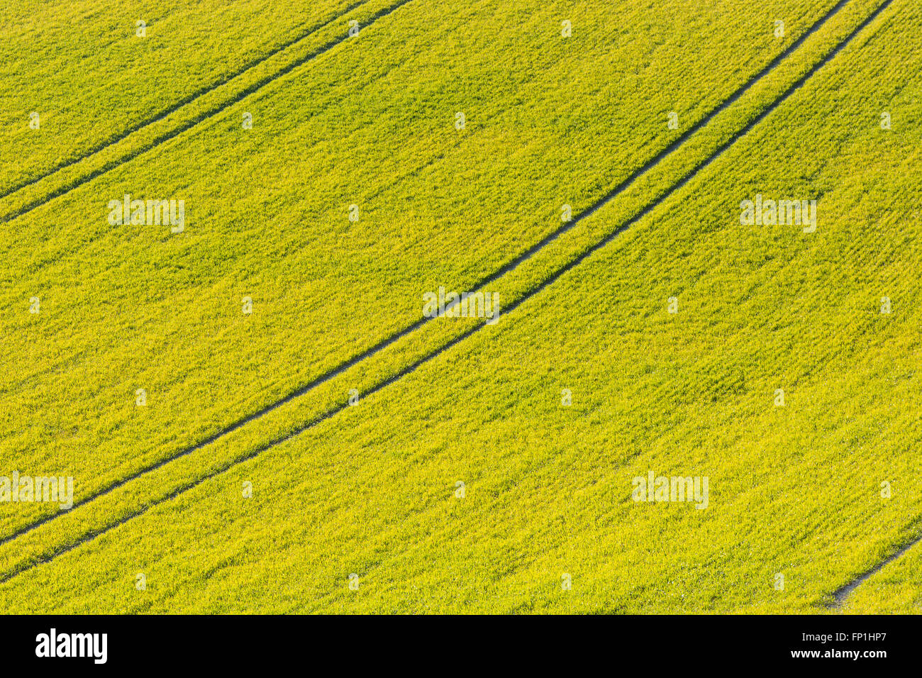 Crops in spring field with tractor tracks.A yellow-green field with a ...