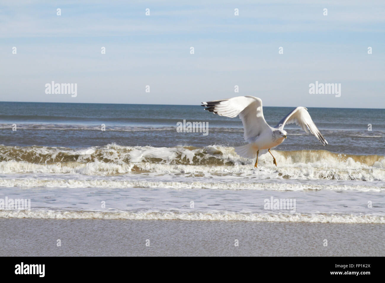 Seagulls play at the Beach Stock Photo - Alamy