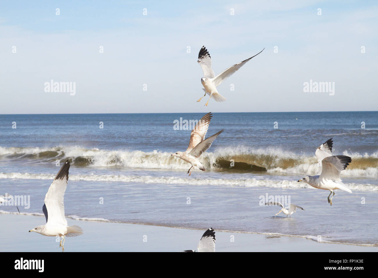 Seagulls play at the Beach Stock Photo - Alamy