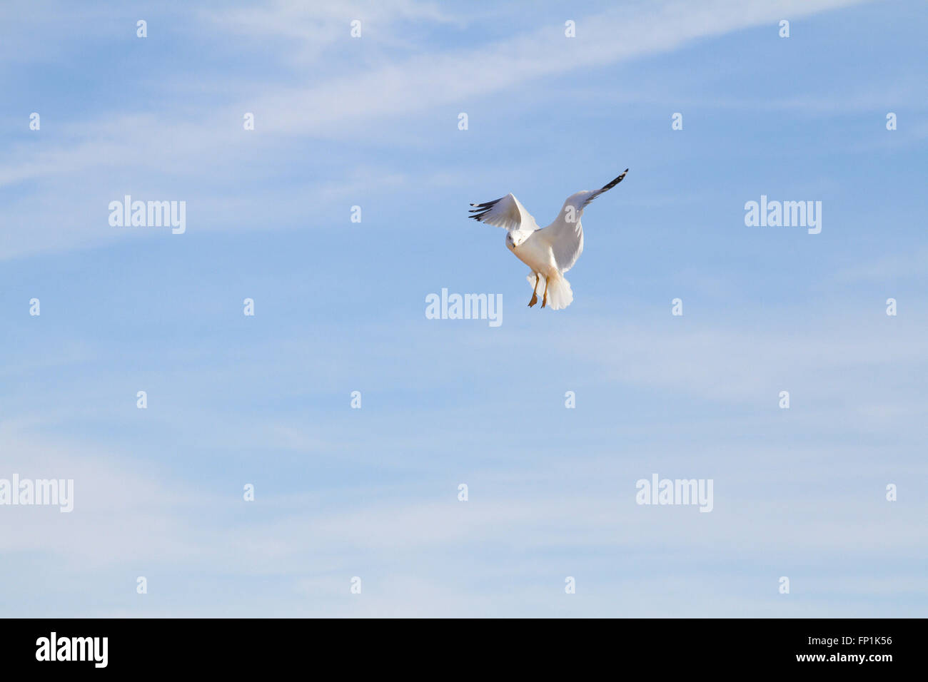 Seagulls play at the Beach Stock Photo - Alamy