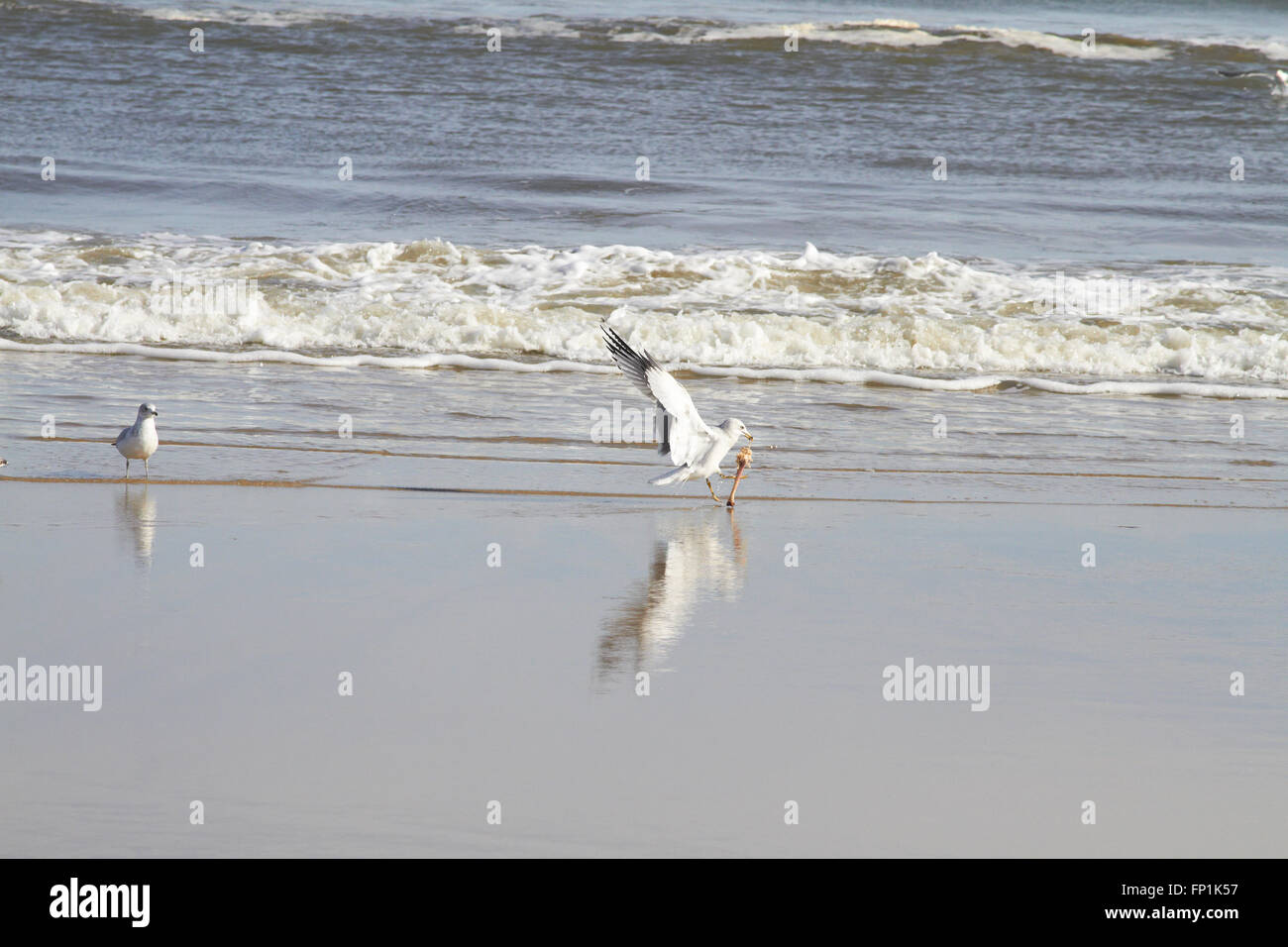 Seagulls play at the Beach Stock Photo - Alamy