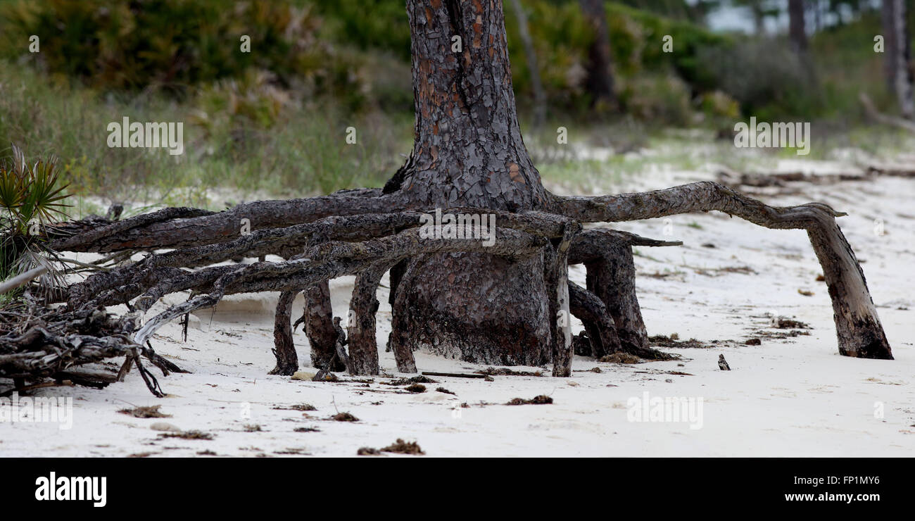 Tree and roots on beach Stock Photo - Alamy