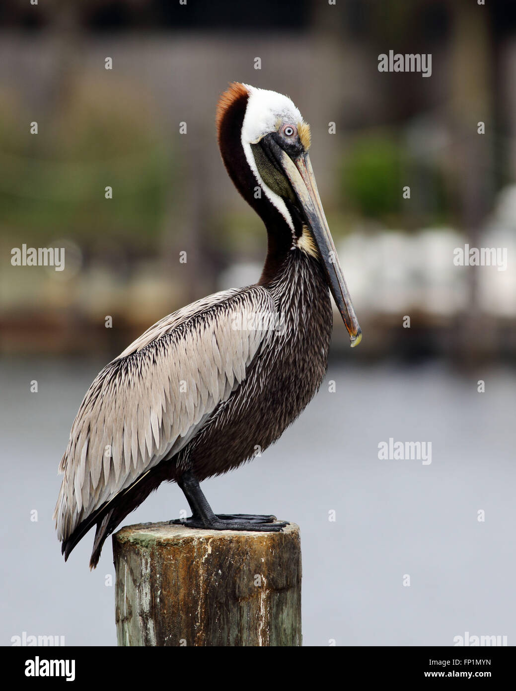 Pelican standing hi-res stock photography and images - Alamy