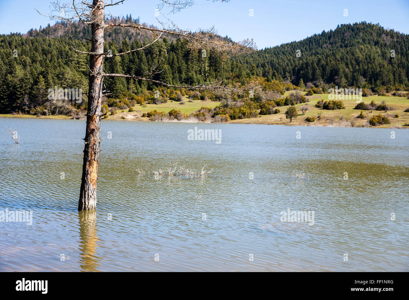 Tree in the lake karagol plateau near Tarakli, Sakarya Stock Photo - Alamy