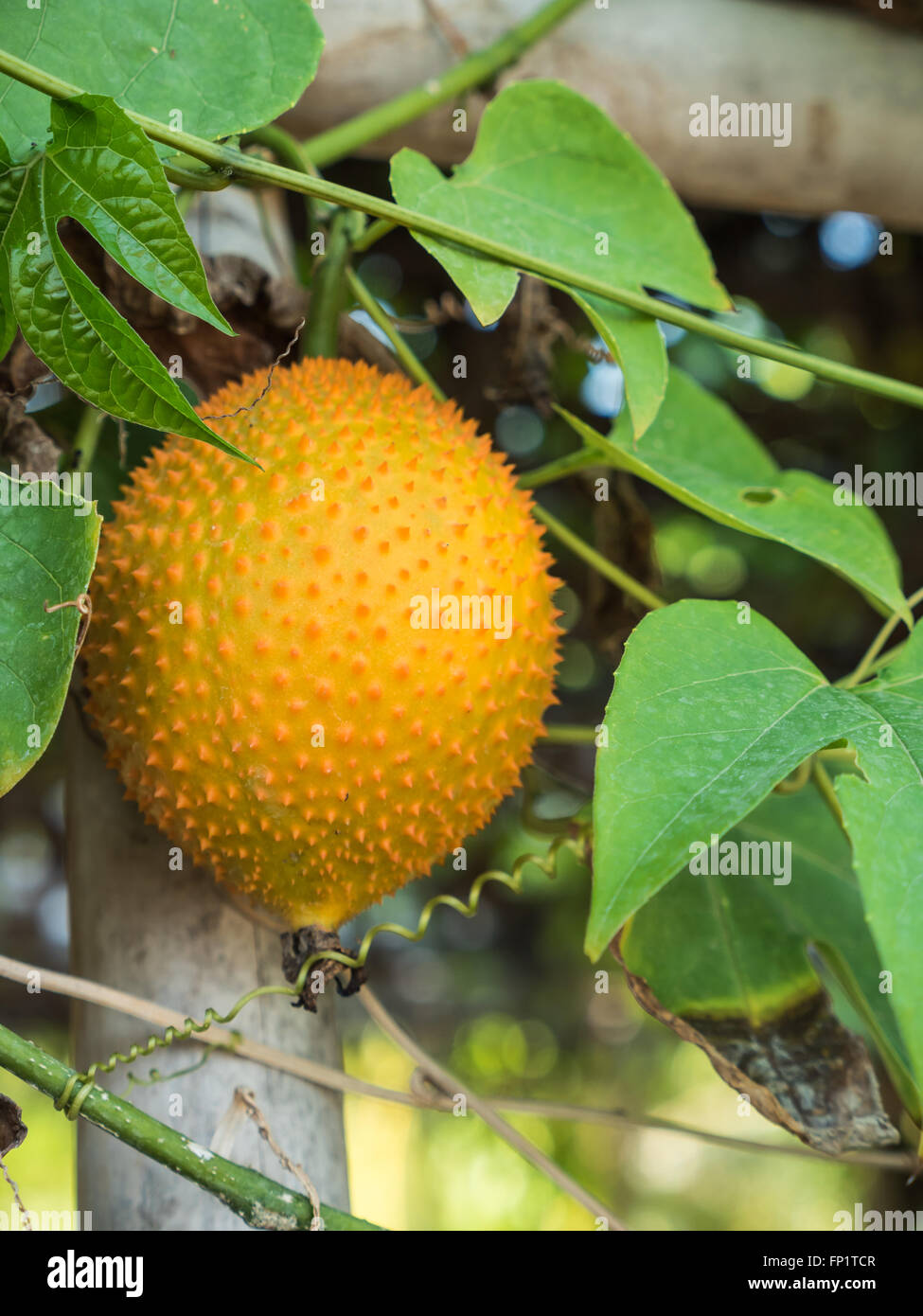 Momordica Cochinchinensis High Resolution Stock Photography and Images ...